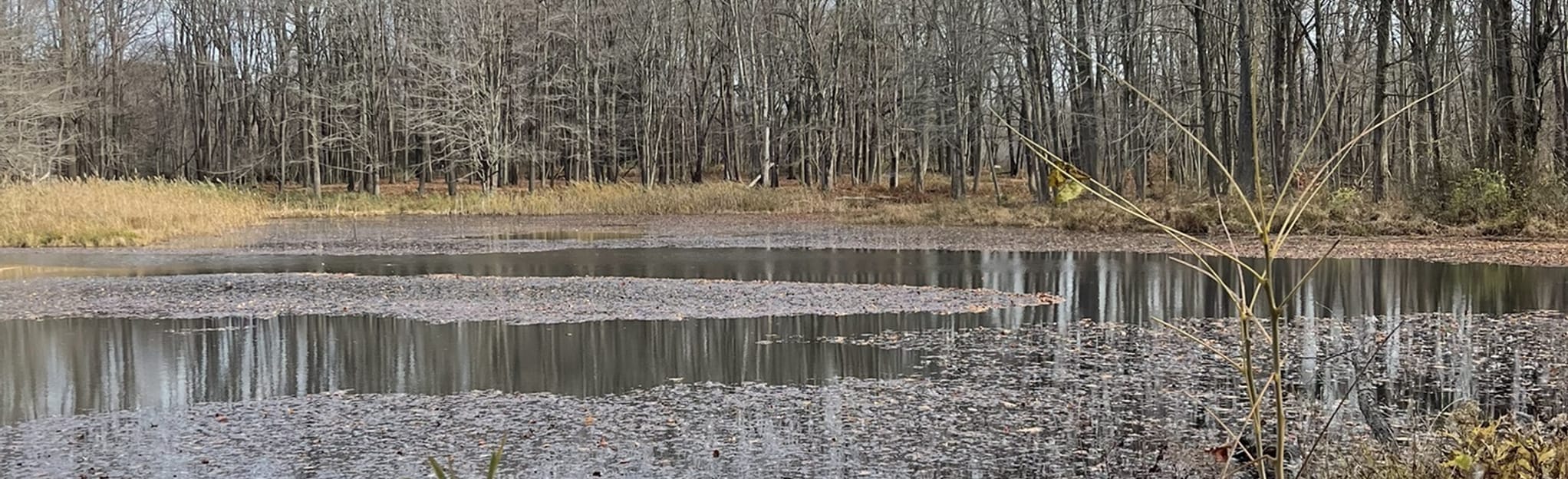 Hidden Pond Trail, New York - 44 Reviews, Map | AllTrails