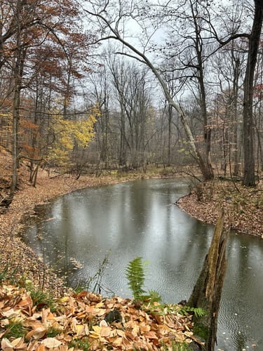 Best Hikes and Trails in Warren Woods State Park | AllTrails