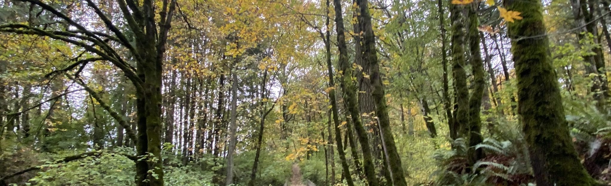 Galen McBee Airport Park Loop: 147 Reviews, Map - Oregon | AllTrails