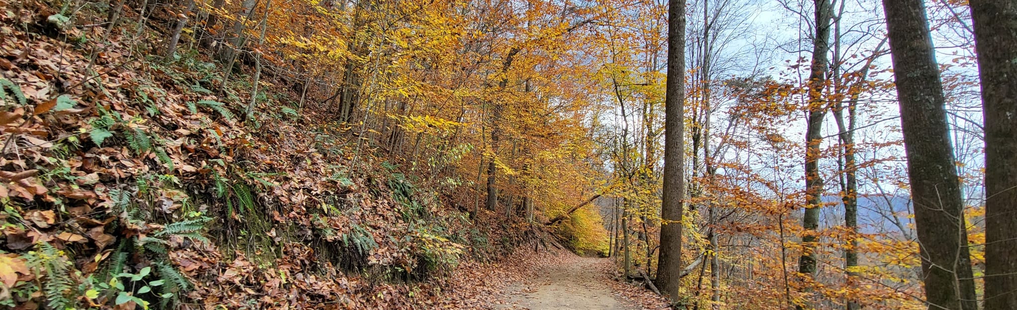 Bear Wallow OHV Trail, West Virginia - 21 Reviews, Map | AllTrails