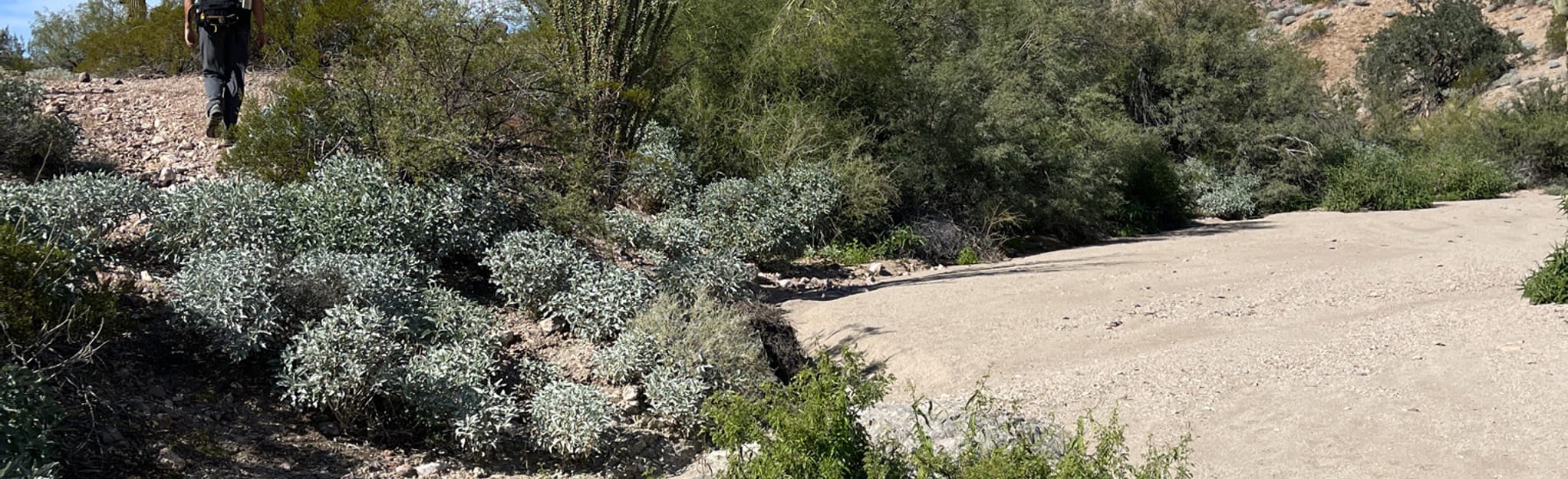 Ben Avery Trail: 51 Reviews, Map - Arizona | AllTrails