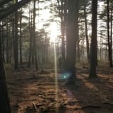 Garcelon Bog Boardwalk Trail, Maine - 11 Reviews, Map | AllTrails