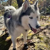 Coon Ridge Trail, Oklahoma - 326 Reviews, Map | AllTrails