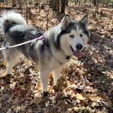 Coon Ridge Trail, Oklahoma - 326 Reviews, Map | AllTrails