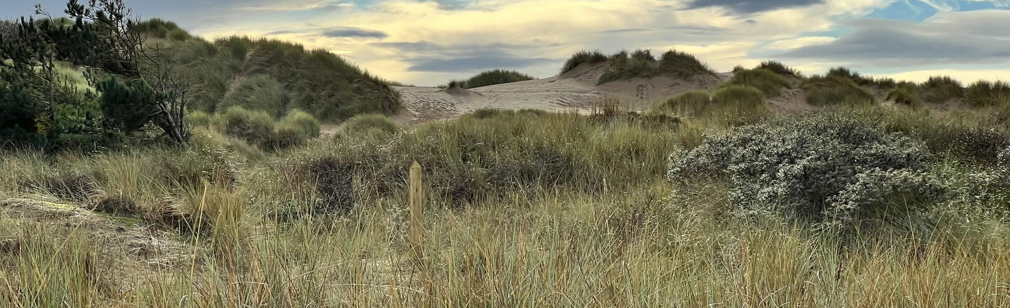 Formby Beach and Woodland Circular: 99 Fotos - Merseyside, England ...