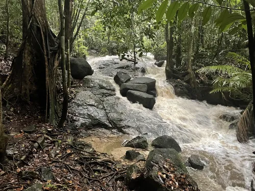 10 Best Forest Trails in Kledang Sayong Forest Reserve | AllTrails