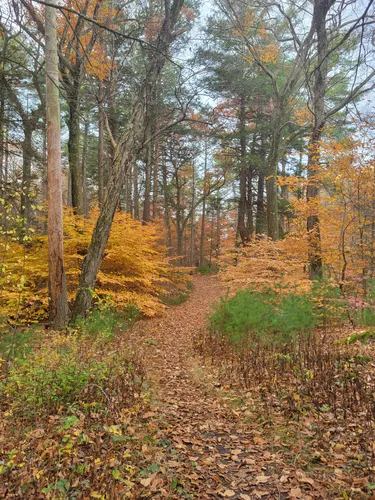 Best 10 Hikes and Trails in Middlesex Fells Reservation | AllTrails