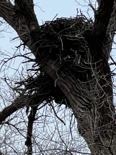 Best Hikes and Trails in Springbrook State Park | AllTrails