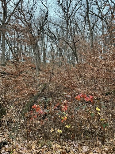 Best Hikes and Trails in Springbrook State Park | AllTrails