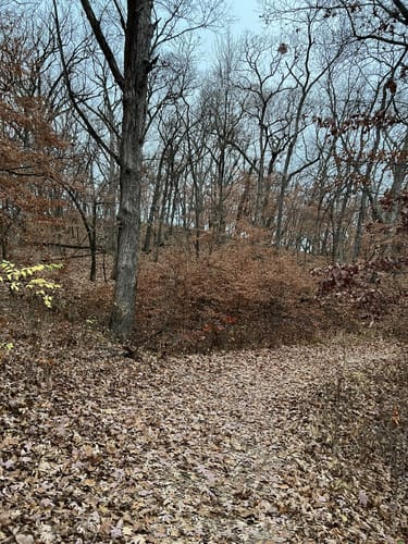 Best Hikes and Trails in Springbrook State Park | AllTrails