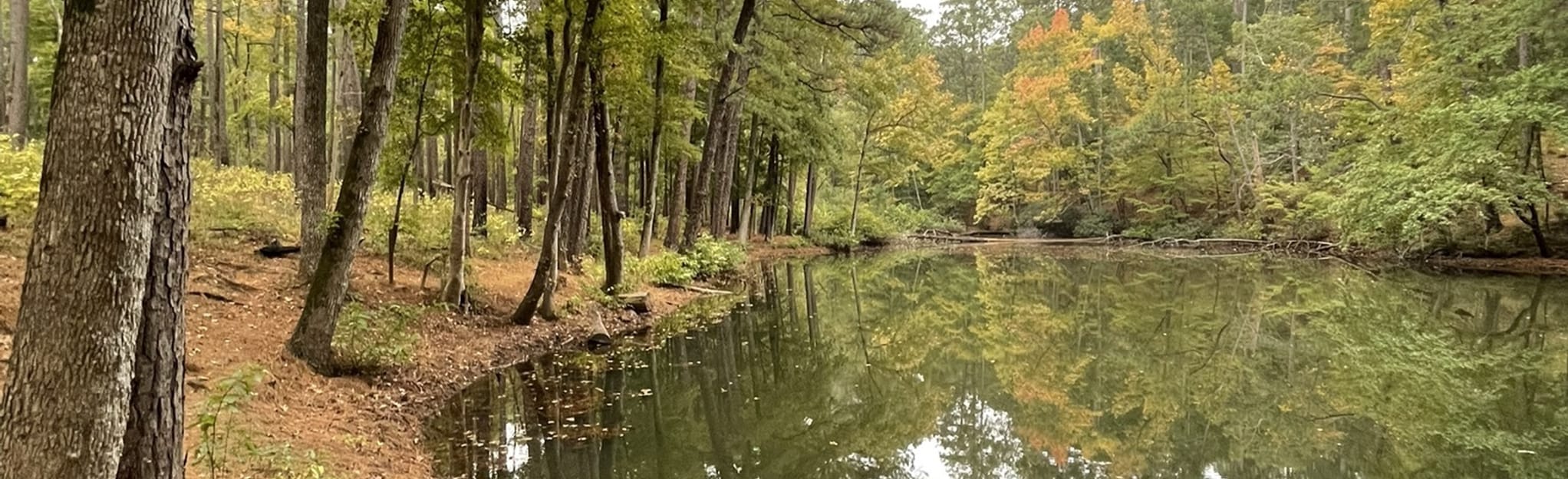 Mission Tejas State Park Trail, Texas - 117 Reviews, Map | AllTrails