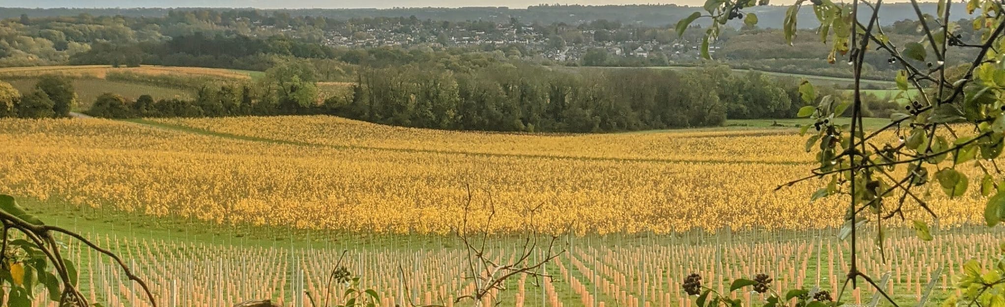 Maidstone - Boxley woods - Bearsted, Kent, England - 2 Reviews, Map ...