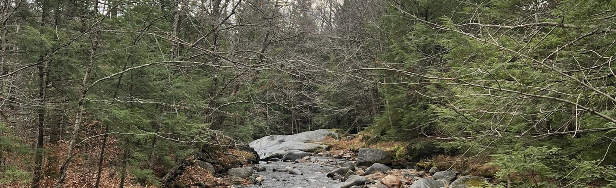 Dunbar Brook Trail, Massachusetts - 106 Reviews, Map | AllTrails