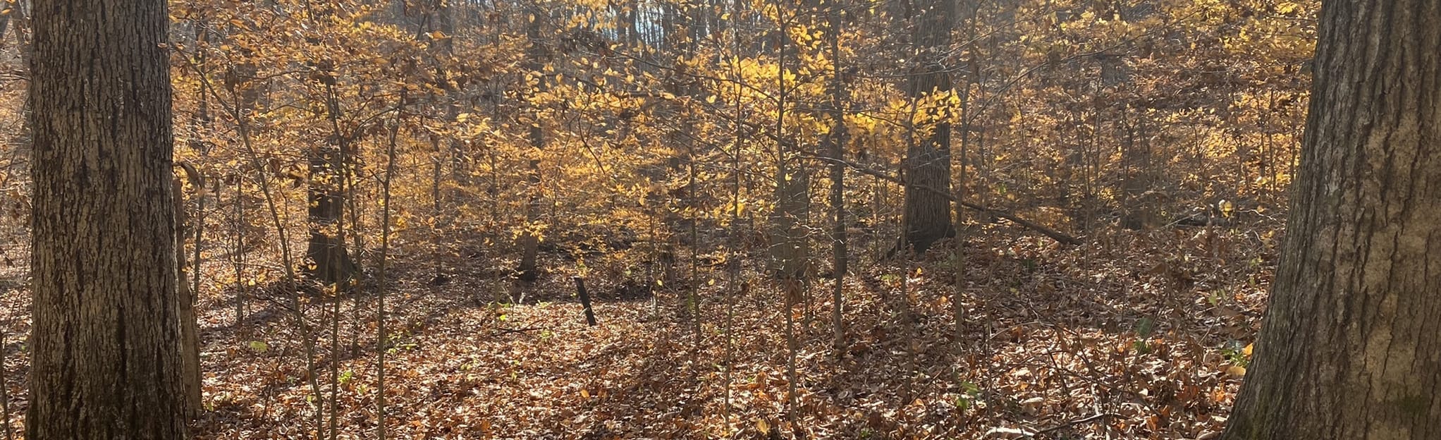 Whippoorwill Haunt Trail and Woodpecker Trail Loop: 31 Reviews, Map ...