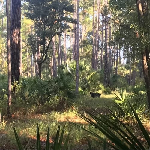 Best Hikes and Trails in Caravelle Ranch Wildlife Management Area ...