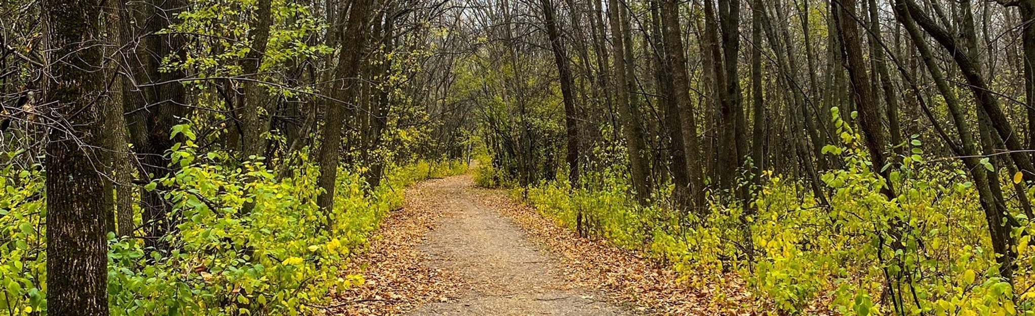 Freeman Park Loop, Minnesota - 10 Reviews, Map | AllTrails