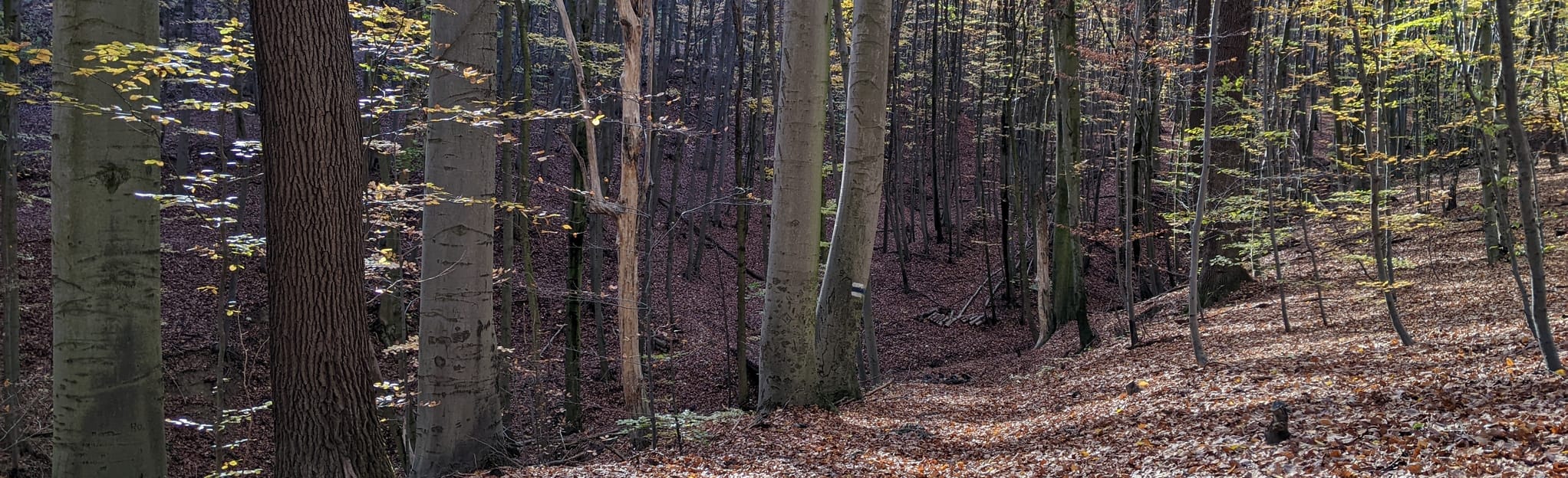 Kammersberg und Eichenhain ab Weidling: 15 Photos - Lower Austria ...