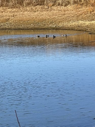 Best Hikes and Trails in Springfield Bog Metro Park | AllTrails