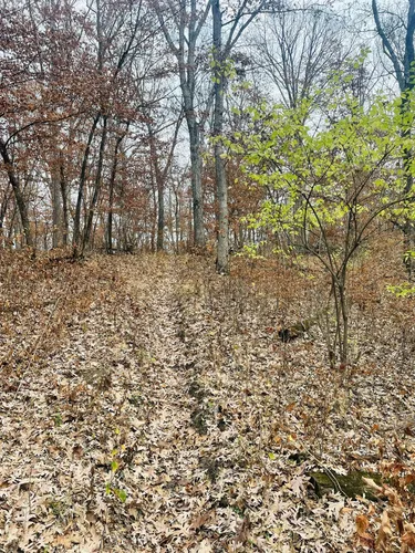 Best Hikes and Trails in Stephens State Forest | AllTrails