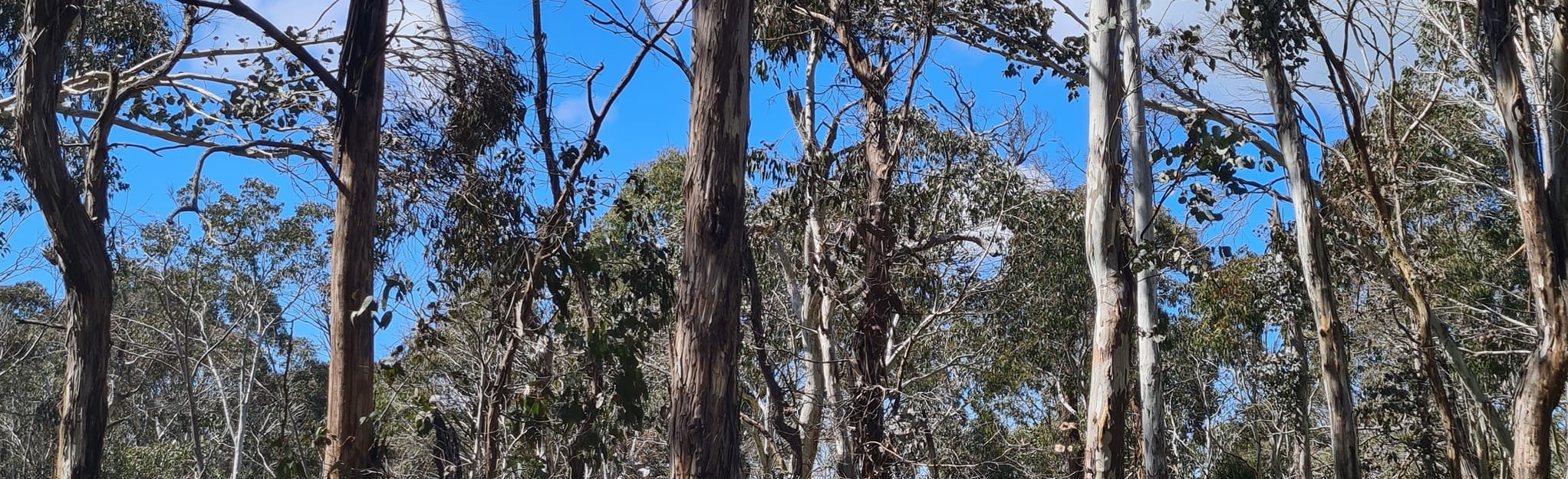 Snow Gum Track to Young Man Canobolas Summit, New South Wales ...