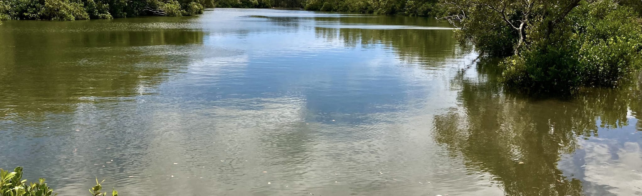 Tingalpa Creek Wetland Circuit via Toronto Road Park : 97 Photos ...