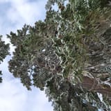 Thorp Lake via Thorp Creek Trail, Washington - 173 Reviews, Map | AllTrails