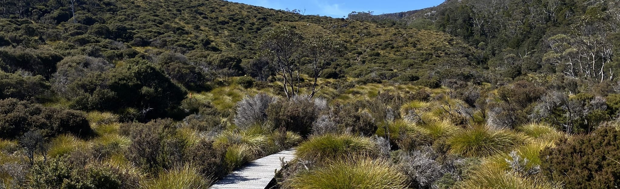 Wombat Pool via Overland Track & Cradle Valley Boardwalk: 168 Reviews ...