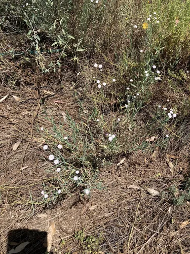 Best Hikes and Trails in Cunnamulla Bushlands | AllTrails