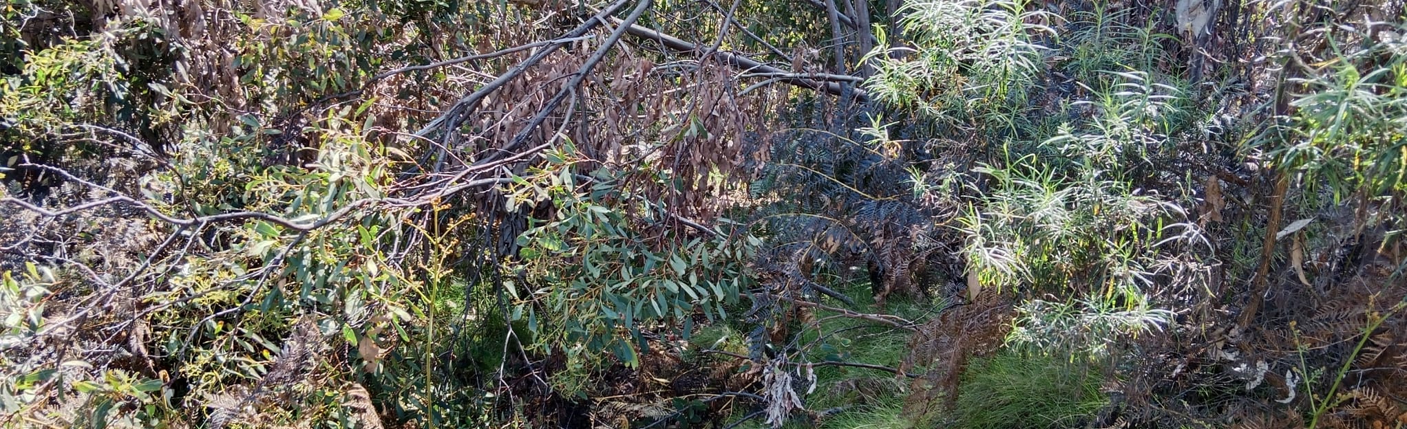 Jungle Creek Falls Walking Track, Victoria, Australia - 3 Reviews, Map ...