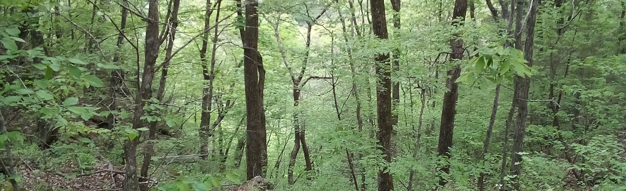 Kyle’s Landing to Camp Orr via Buffalo River Trail: 28 Reviews, Map ...