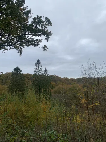 Best Hikes and Trails in Penllergaer Forest | AllTrails