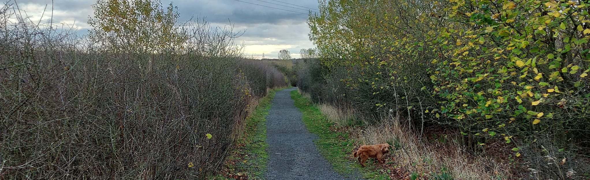 Coxhoe, Kelloe Way and Crow Trees Local Nature Reserve Circular: 24 ...