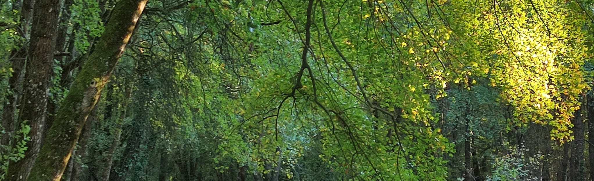 La Forêt de Benon - Charente-Maritime, France | AllTrails