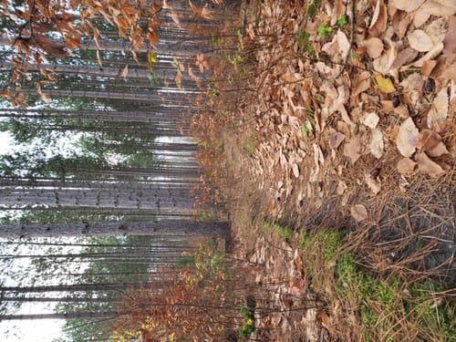 Best Hikes and Trails in Offield Family Working Forest Reserve | AllTrails