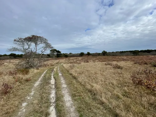 Best Hikes and Trails in Nantucket State Forest | AllTrails