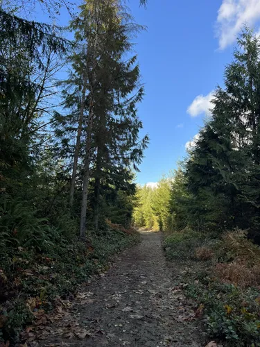 Best Hikes and Trails in Pilchuck Tree Farm | AllTrails