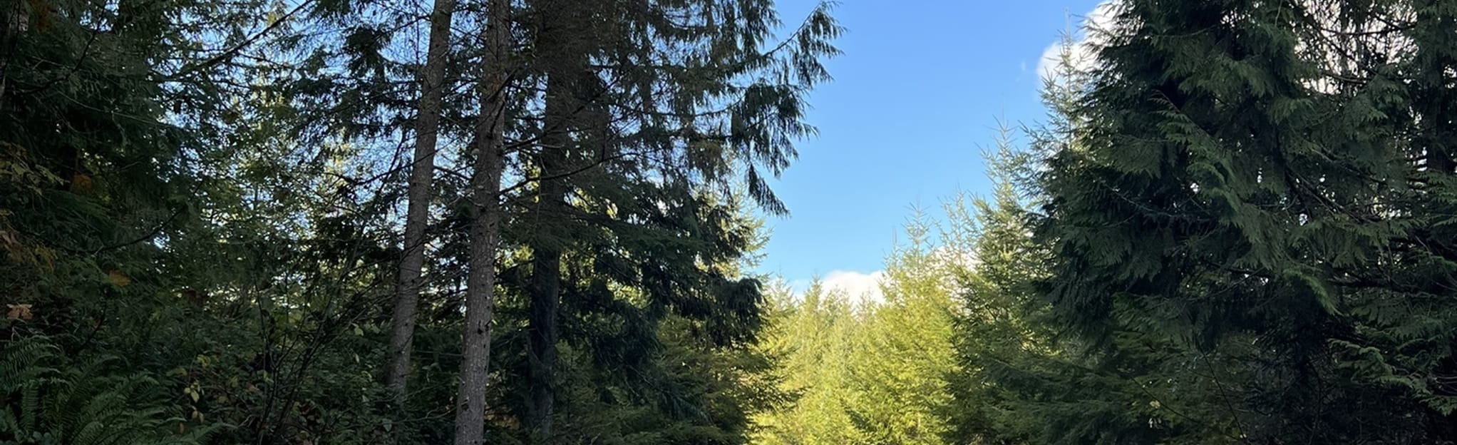 Pilchuck Tree Farm Loop via Bracken Trailhead: 163 Reviews, Map ...