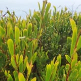 Whale Trail: 77 foton – Västra Kapprovinsen, Sydafrika | AllTrails