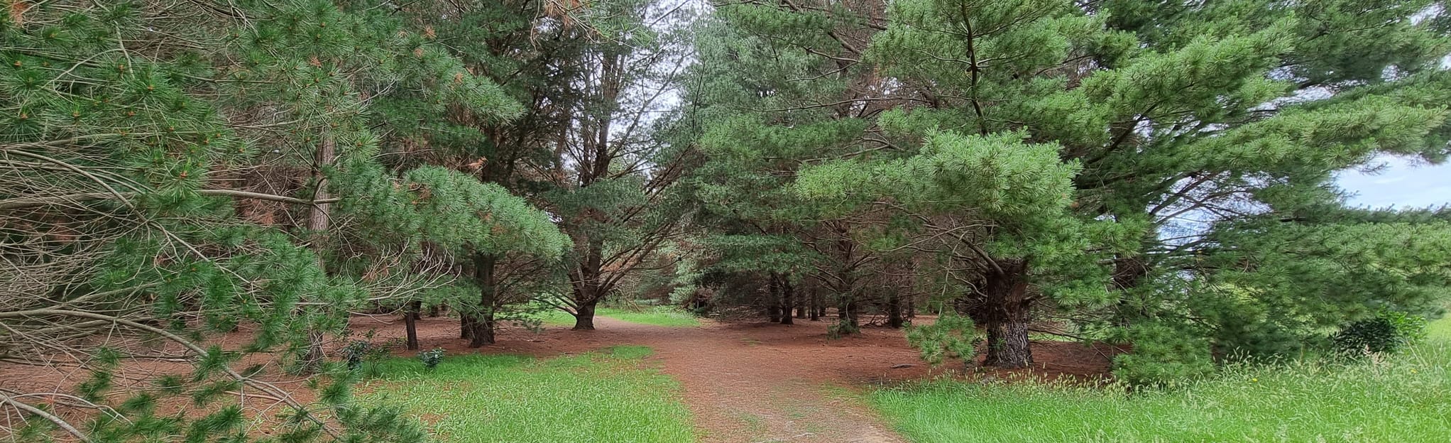 Devilbend and Dangean Trail: 38 Reviews, Map - Victoria, Australia ...