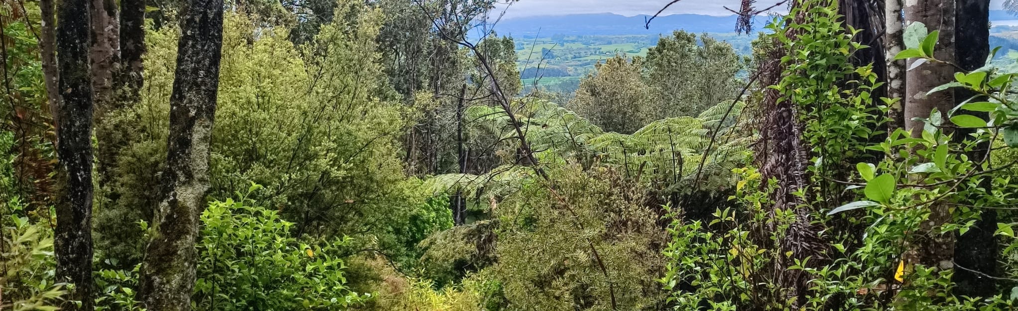 Te Puna Quarry Park Loop Walk, Bay of Plenty, New Zealand - 6 Reviews ...