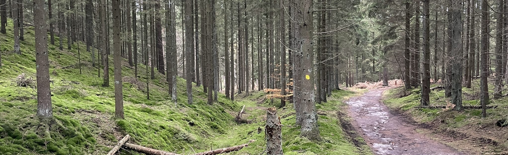 Nordskoven Blue Trail, Central Denmark Region, Denmark - 35 Reviews ...