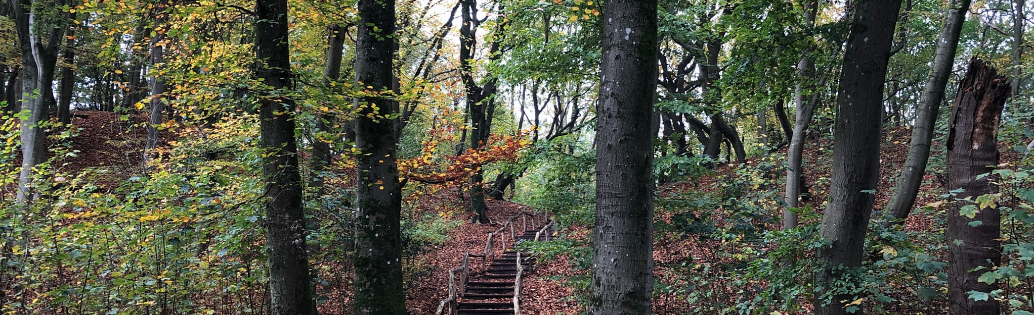 Bergen Forest Short Loop: 19 foto - Olanda Settentrionale, Paesi Bassi ...