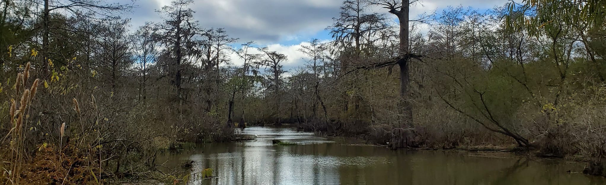 Lake Martin Levee Trail, Louisiana - 190 Reviews, Map | AllTrails