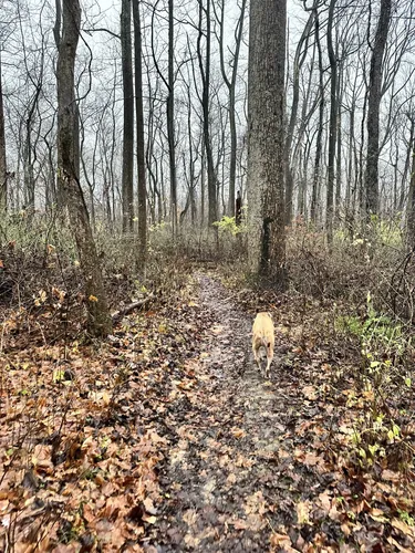 Best Hikes and Trails in Braddocks Trail Park | AllTrails