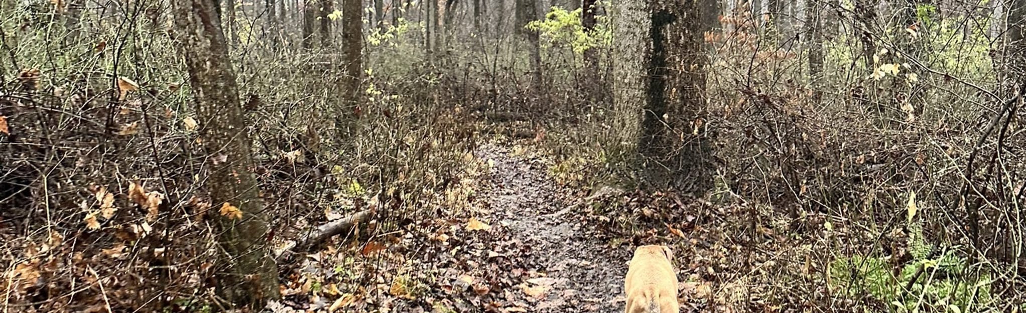 Braddock Trail: Eagle Path #1, Pennsylvania - 76 Reviews, Map | AllTrails