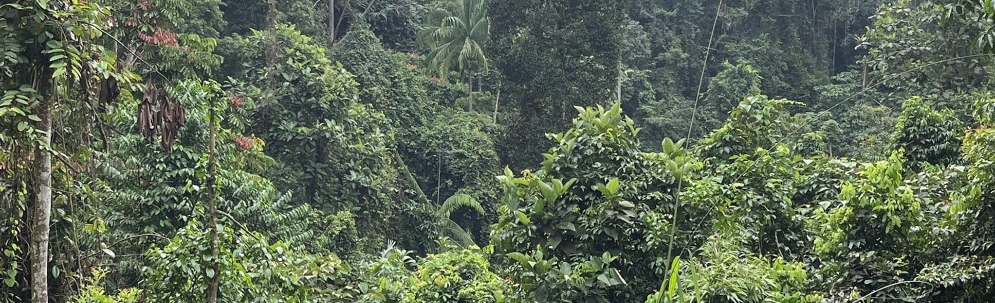 Batu Dam Small Loop, Selangor, Malaysia - Map, Guide | AllTrails