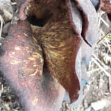 Majik Forest Walking Trail, Western Cape, South Africa - 189 Reviews ...