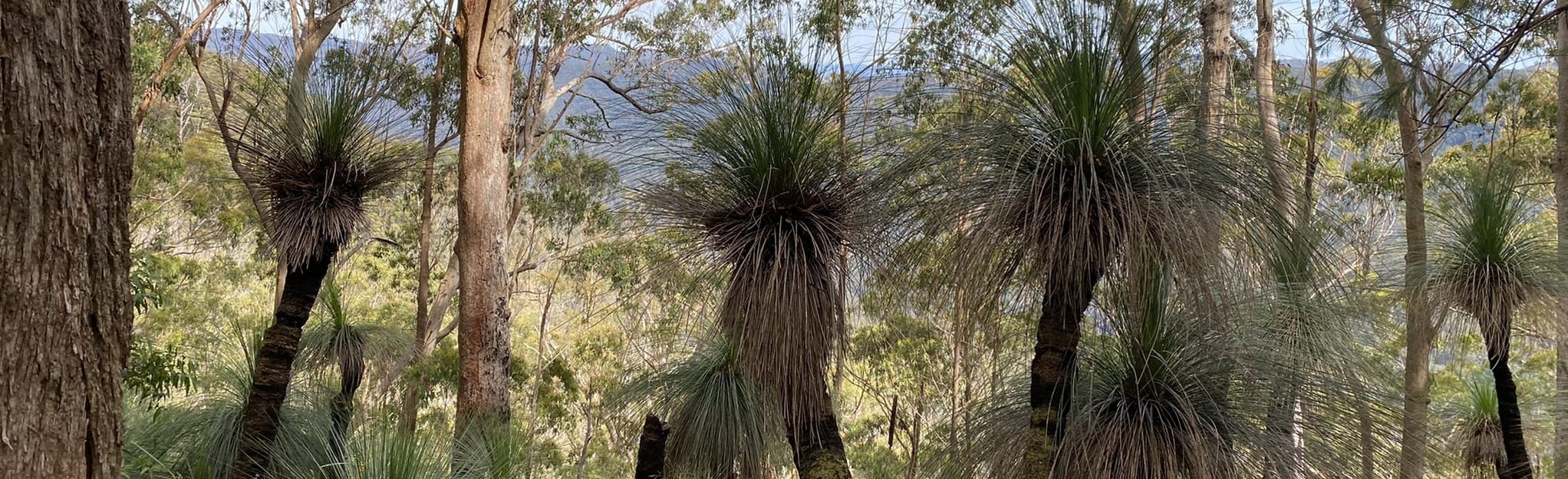 AllTrails | Ridge Track: 8 Reviews, Map - Queensland, Australia