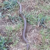 Majik Forest Walking Trail, Western Cape, South Africa - 189 Reviews ...