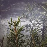 Majik Forest Walking Trail, Western Cape, South Africa - 189 Reviews ...